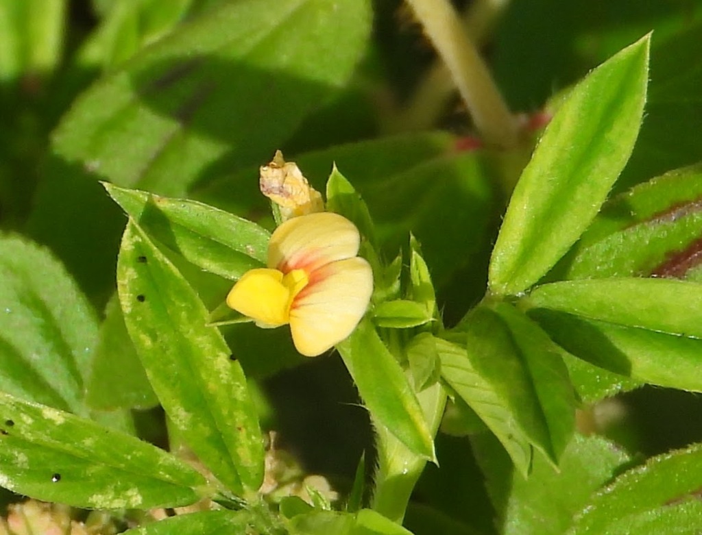 Caribbean Stylo from Layton, FL 33001, USA on November 13, 2023 at 10: ...