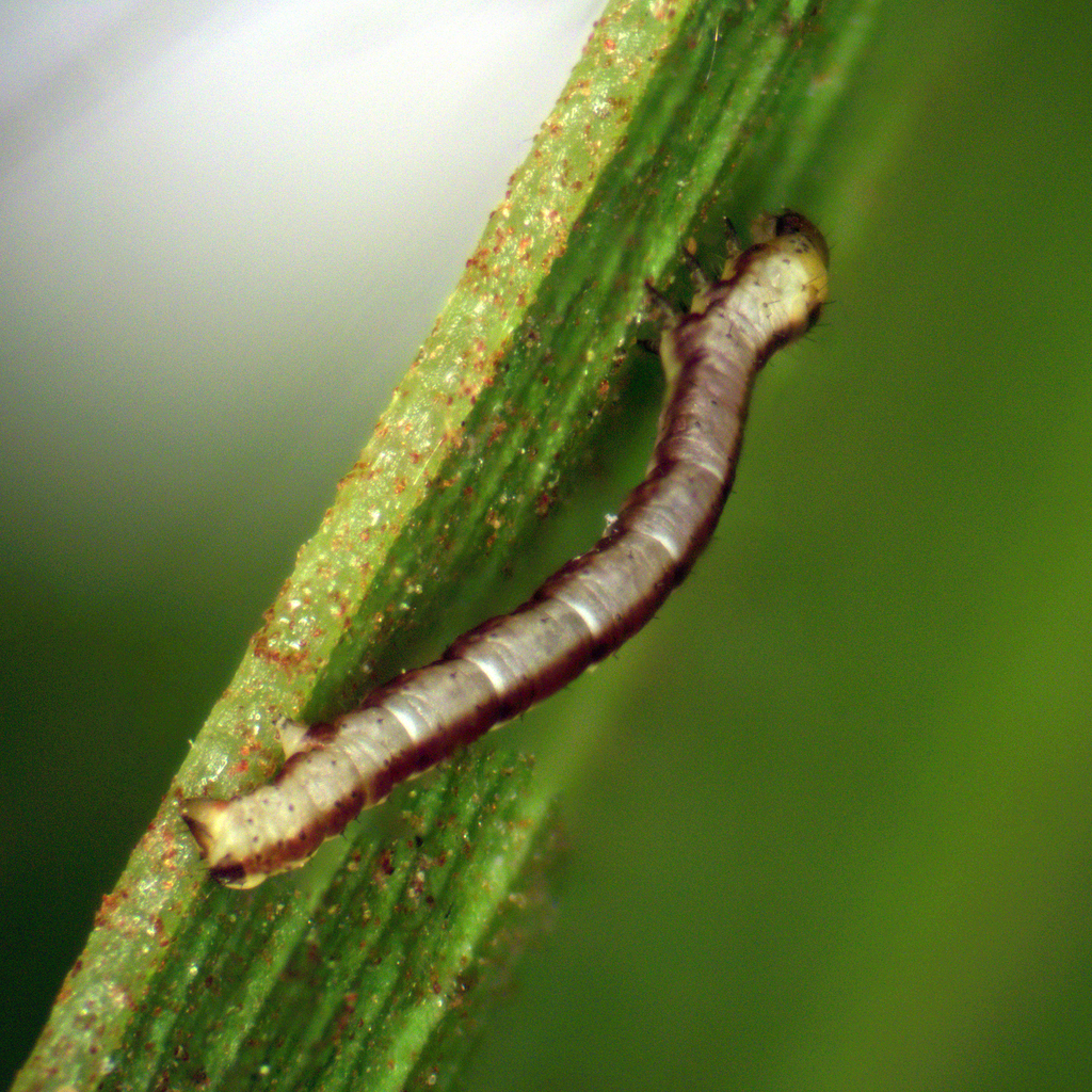 Geometer Moths from Gordon VIC 3345, Australia on November 25, 2023 at ...