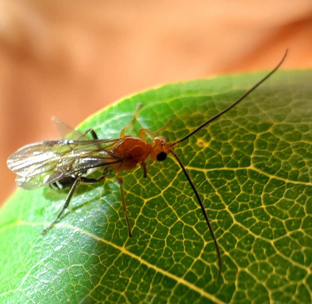 Callibracon from Springfield Lakes QLD 4300, Australia on November 24 ...