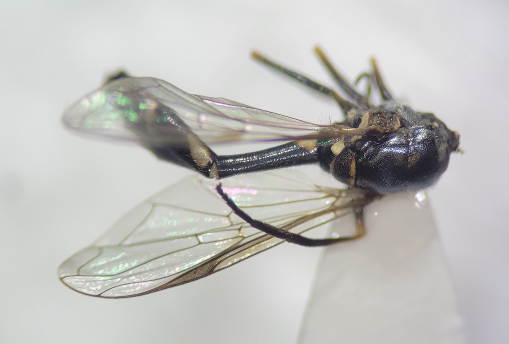 Syrphini from Midland, TX 79703, USA on November 24, 2023 at 02:57 PM ...