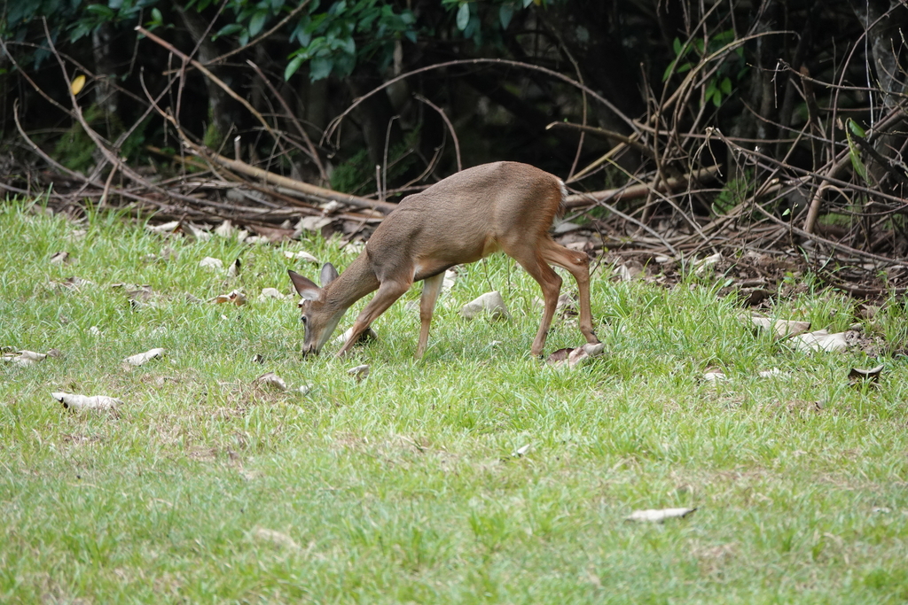 White-tailed Deer from Cocos Island, Puntarenas Province, Puntarenas ...