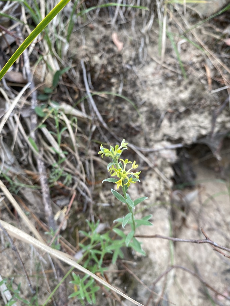 curved rice-flower from Dandenong Ranges National Park, Tremont, VIC ...