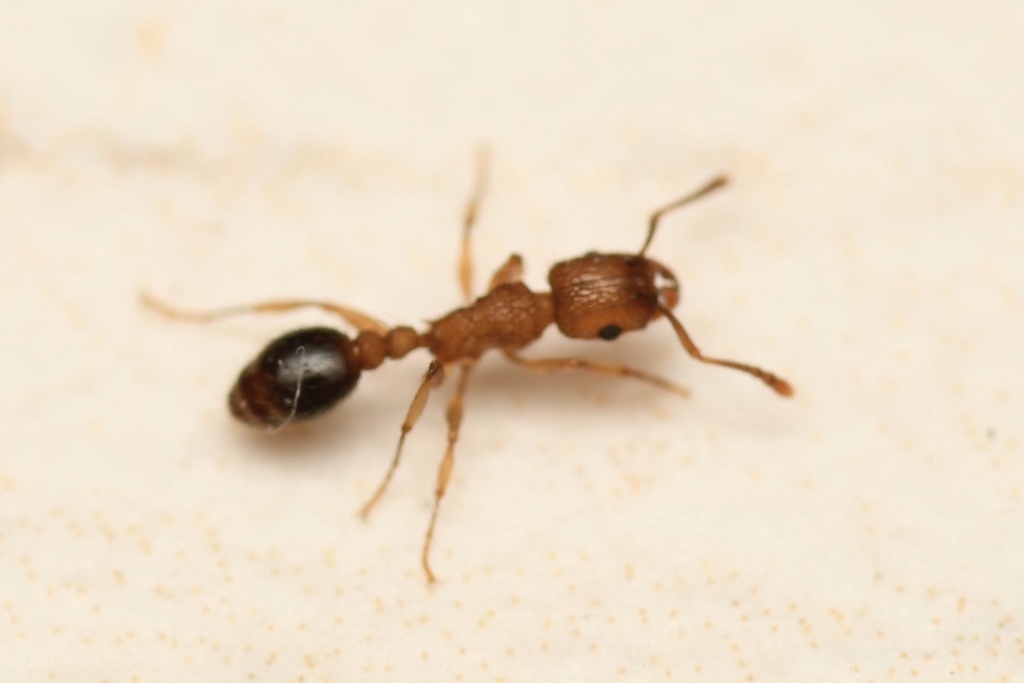 Bicolored Pennant Ant in November 2023 by wedgie_the_eagle · iNaturalist