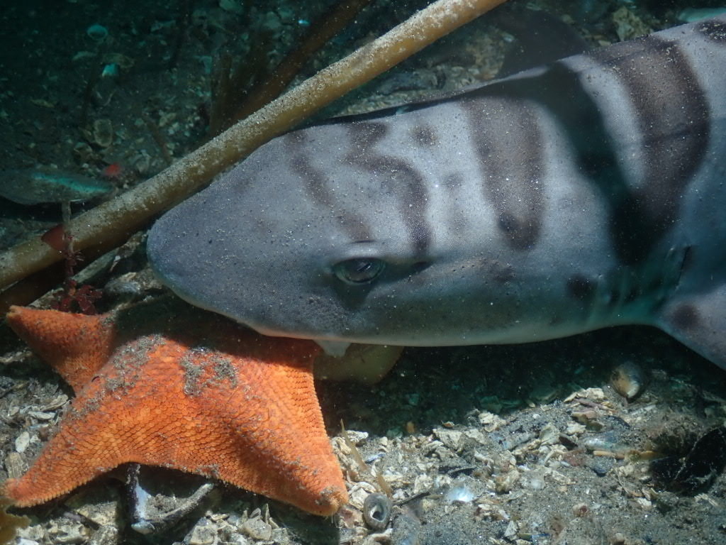 (Triakis) - Marine Life Identification