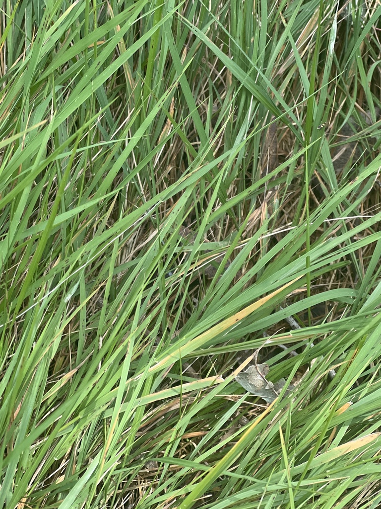 Microlaena stipoides stipoides from La Trobe University, Bundoora, VIC ...