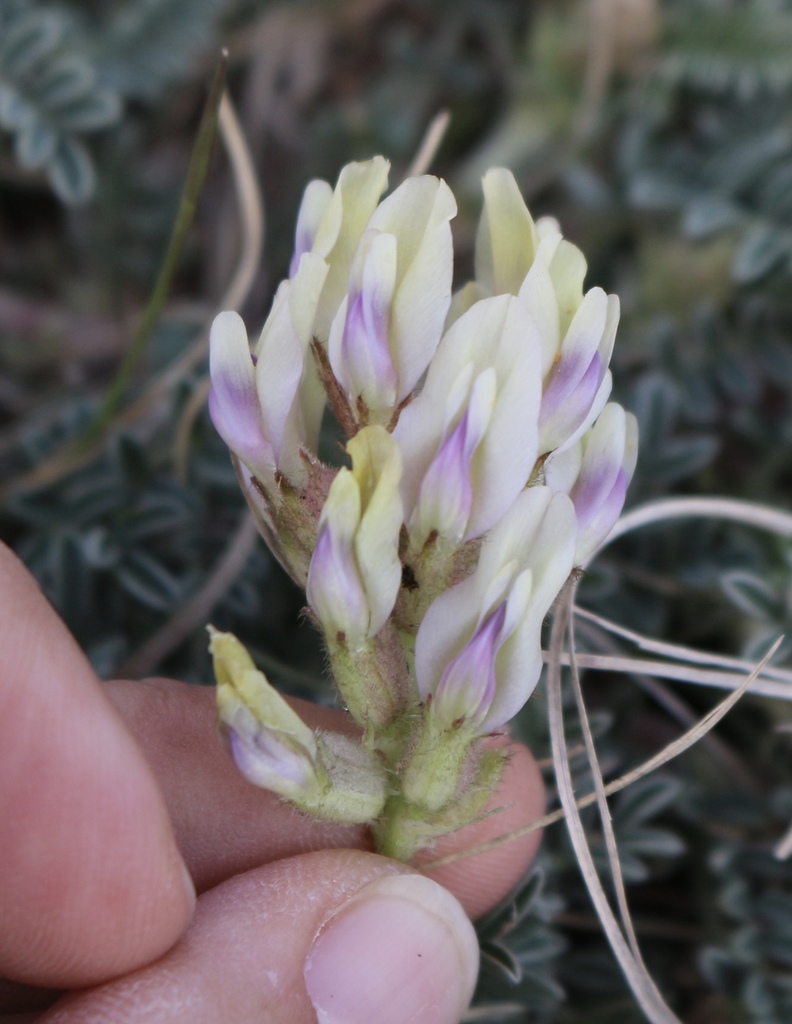 Ground-plum (Astragalus crassicarpus) - Botanical Realm