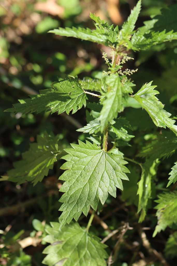 nettles from Blue Mountains Nat'l Park NSW 2787, Australia on October ...