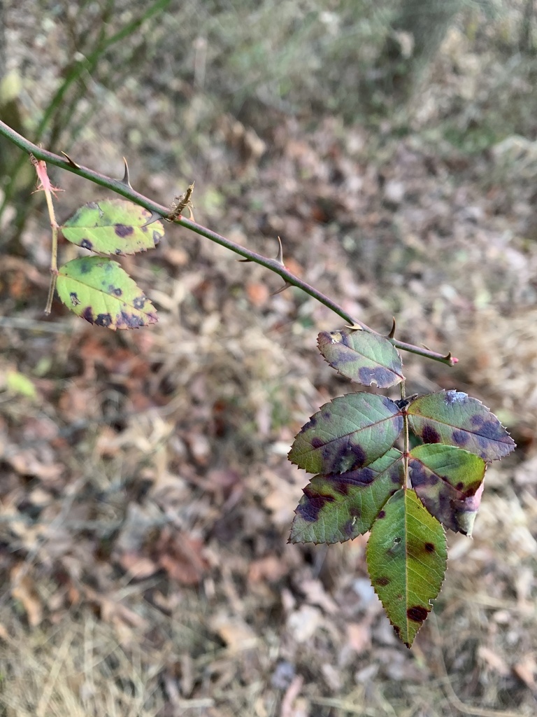 Rosa multiflora multiflora (Native and Naturalized-but-not-Invasive ...