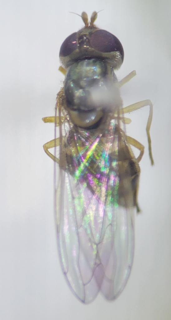 Syrphini from Midland, TX 79703, USA on November 24, 2023 at 06:06 PM ...