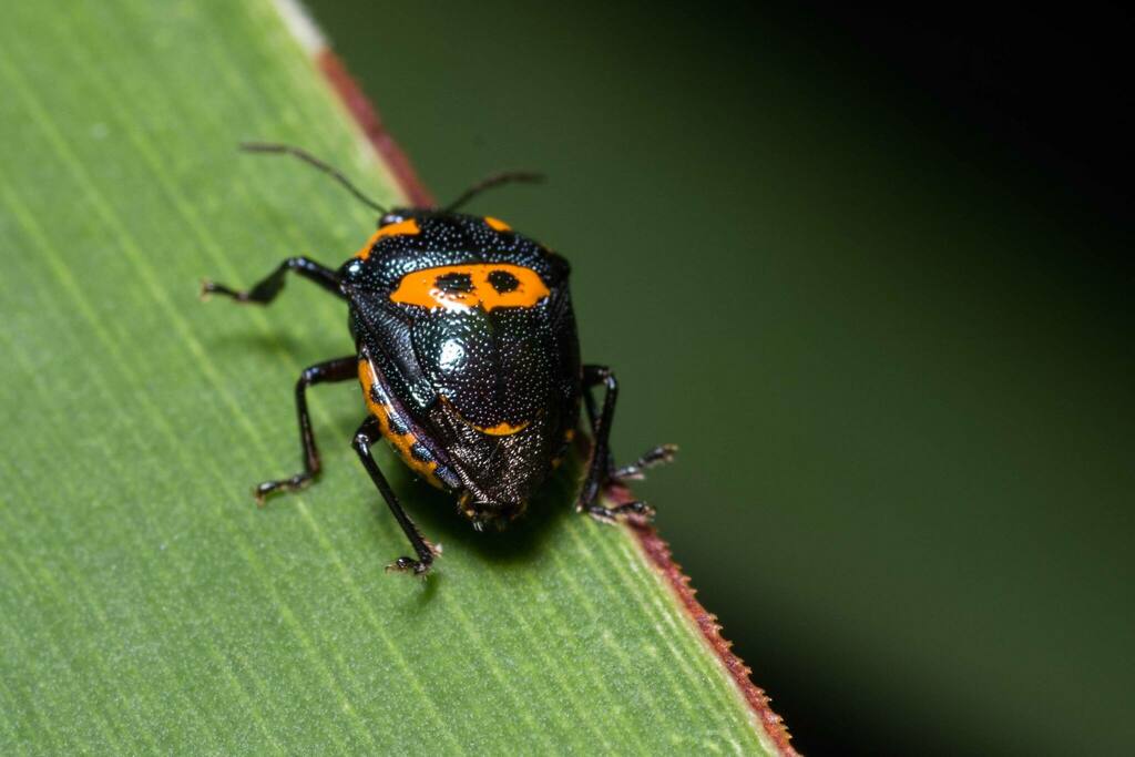 Anchor Stink Bug from St. Roch, New Orleans, LA, USA on June 21, 2018 ...