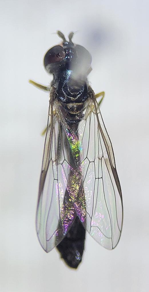 Syrphini from Midland, TX 79703, USA on November 24, 2023 at 06:14 PM ...