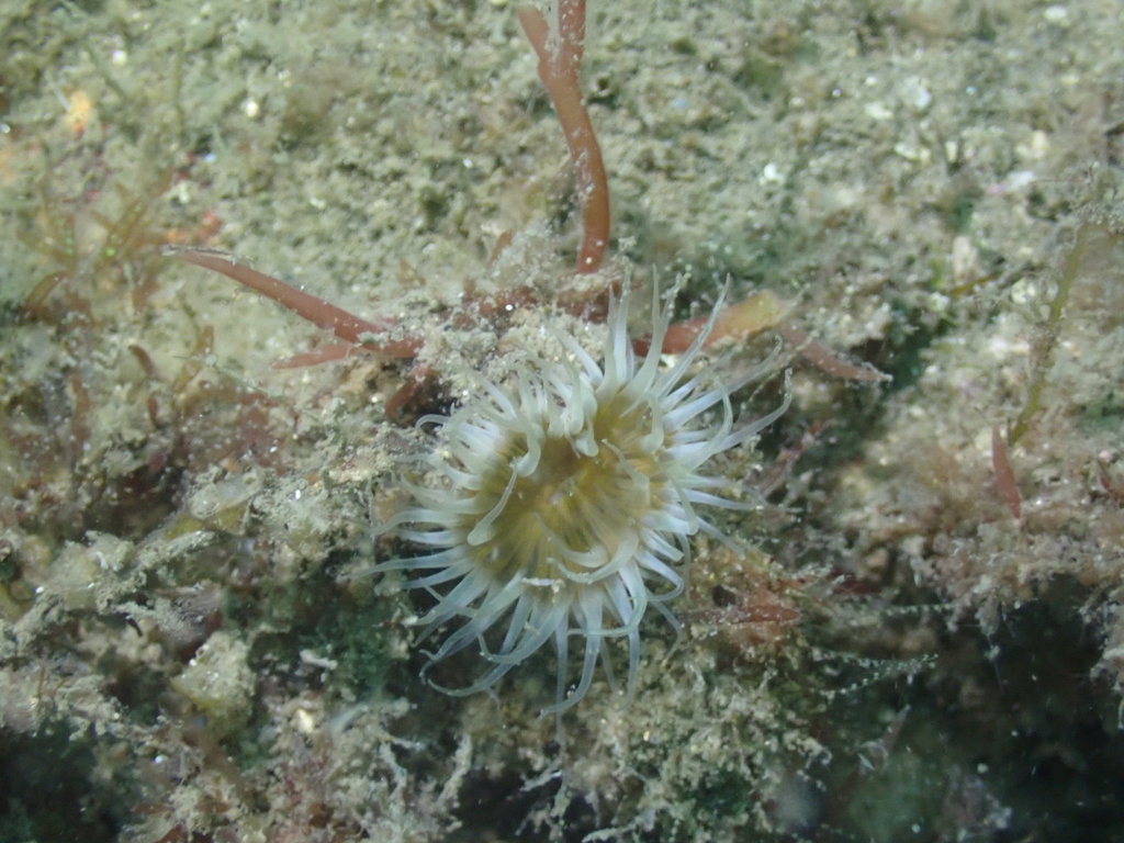 White-striped Anemone from Fly Point, Port Stephens NSW 2319, Australia ...