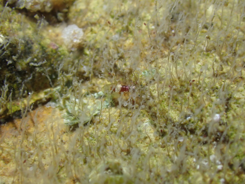 Amphipods from Fly Point, Port Stephens NSW 2319, Australia on November ...
