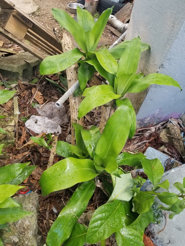 False Bromeliad Plant from Quebrada Arenas, San Juan, Puerto Rico on ...