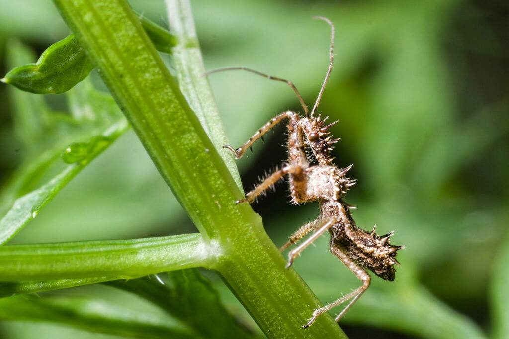 Spined Assassin Bug from St. Roch, New Orleans, LA, USA on June 12 ...