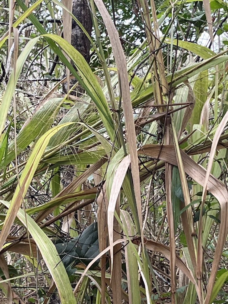 Nepalese Broom Grass from Springfield, QLD, AU on November 25, 2023 at ...