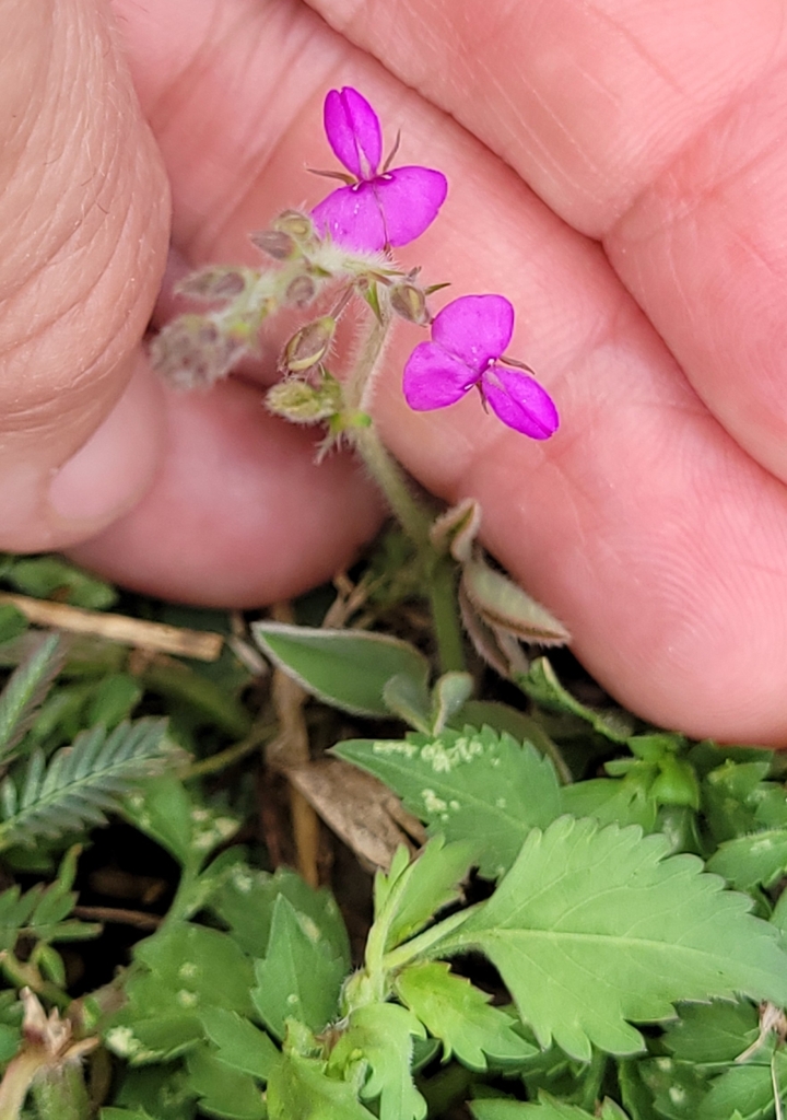 creeping beggarweed from Vergeles de Oaxtepec, 62738 Oaxtepec, Mor ...