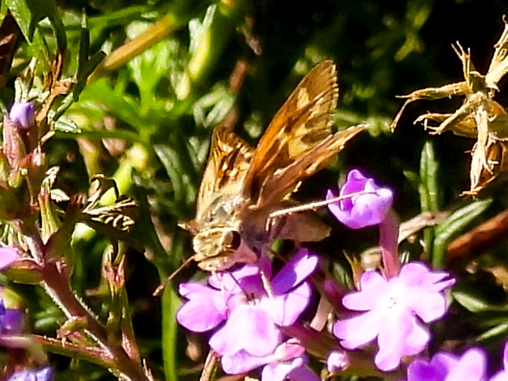 Fiery Skipper from Grayson County, TX, USA on November 24, 2023 at 10: ...