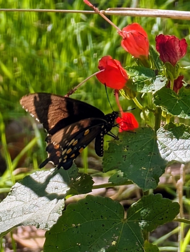 Pipevine Swallowtail from Gonzales, TX 78629, USA on November 24, 2023 ...