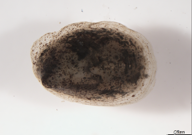 Freshwater Limpets from Tlaquiltenango, Mor., México on November 24 ...