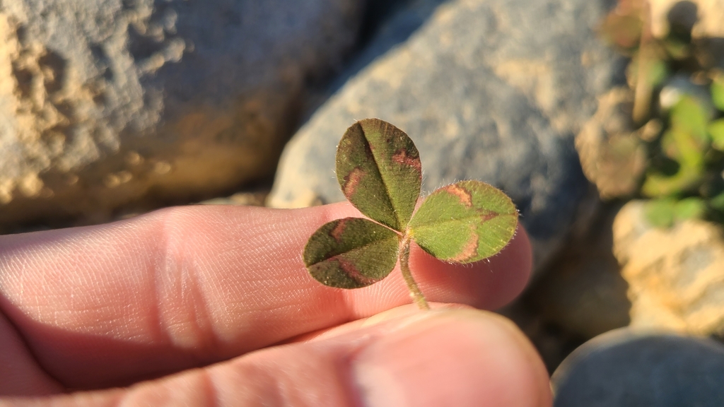 Rose Clover from Browns Valley, CA 95918, USA on November 24, 2023 at ...