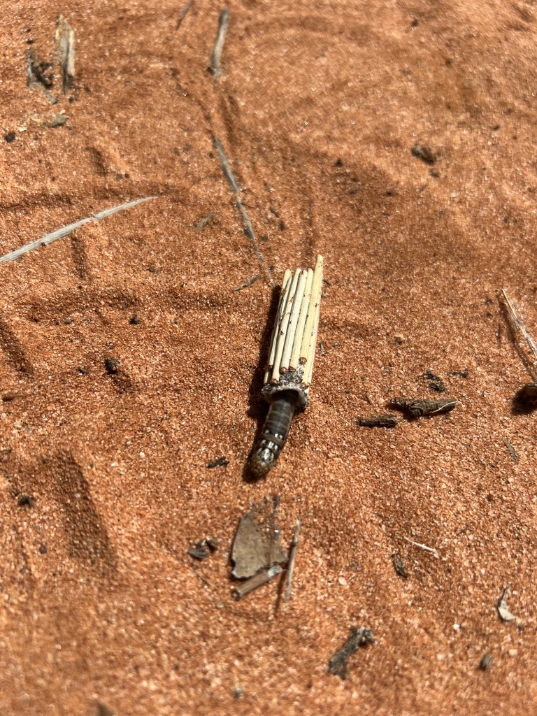 Common Case Moth from Riverland Biosphere Reserve, Gluepot, SA, AU on ...