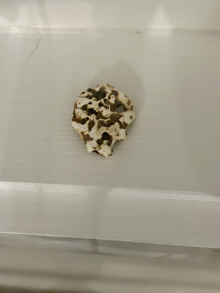 Ivory Barnacle from Shipwreck Ct, Emerald Isle, NC, US on November 24 ...