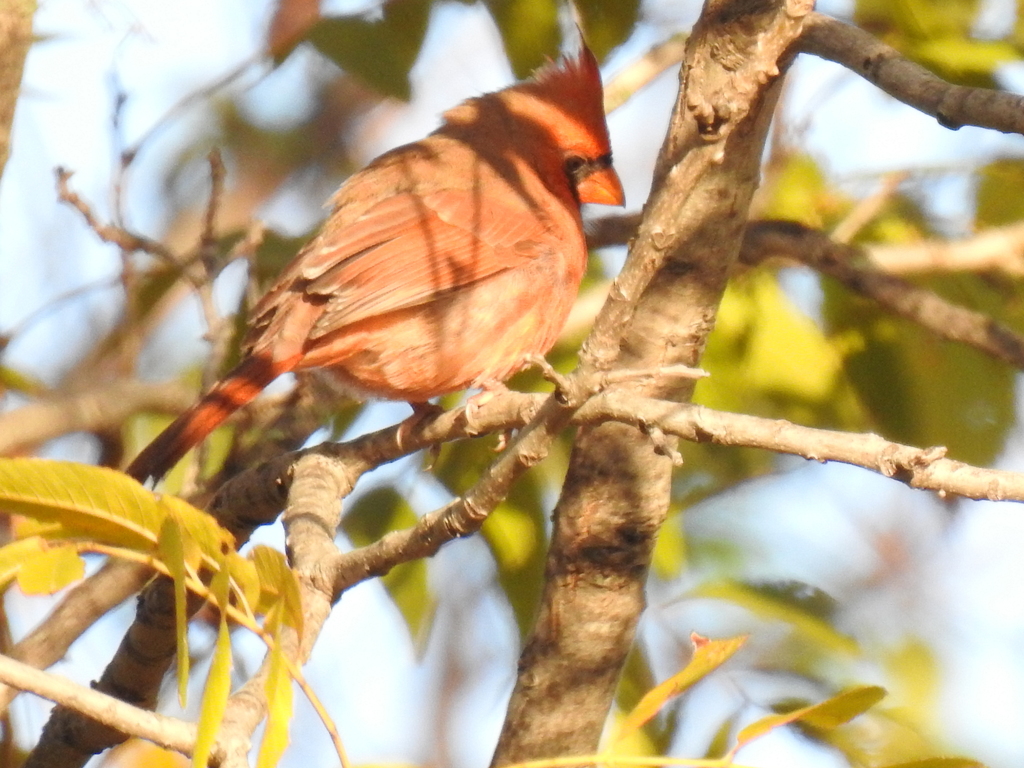 Northern Cardinal from Denton, TX, USA on November 24, 2023 at 08:04 AM ...