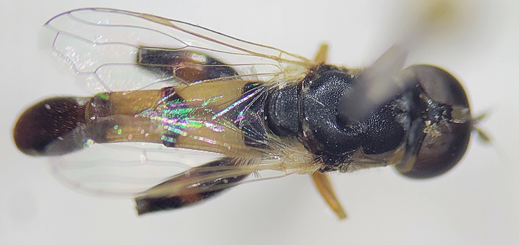 Peg-legged Compost Fly from Midland, TX 79703, USA on November 24, 2023 ...