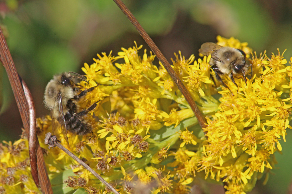 Common Eastern Bumble Bee from Wilson, Florida, United States on ...