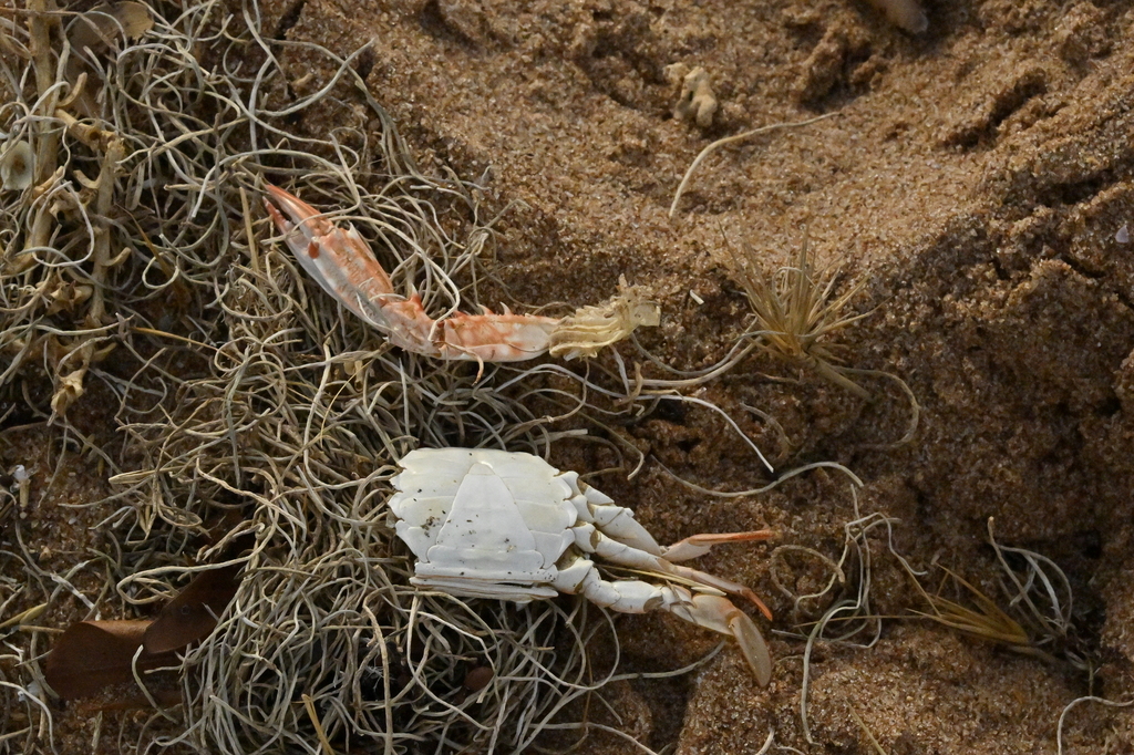 Australian Blue Swimmer Crab from Port Hedland WA, Australia on ...