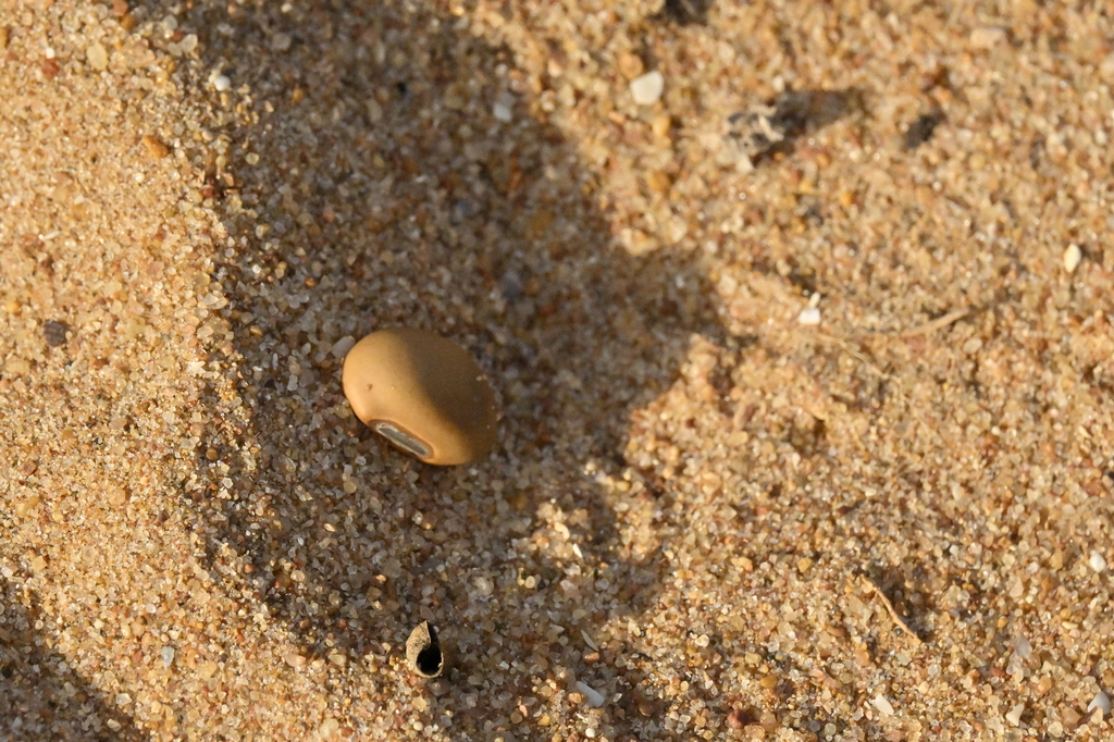 Beach Bean from Port Hedland WA, Australia on November 25, 2023 at 07: ...