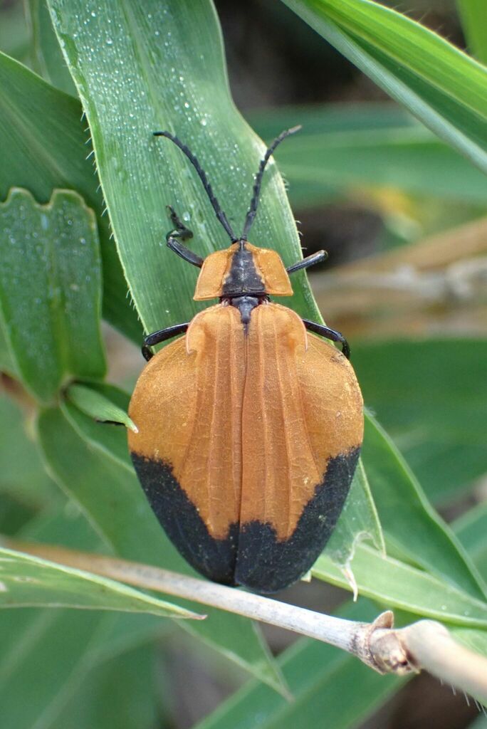 Cheeky Netwing Beetle from Ehlanzeni District Municipality, South ...