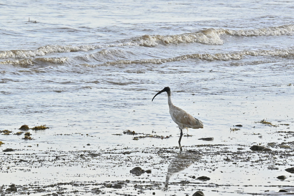 Australian White Ibis from Port Hedland WA, Australia on November 25 ...