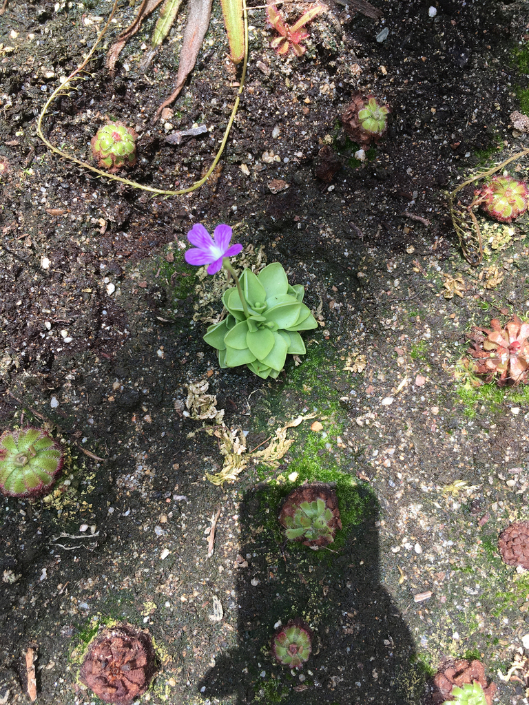 dicots from Sydney NSW, Australia on December 15, 2018 at 11:46 AM by ...