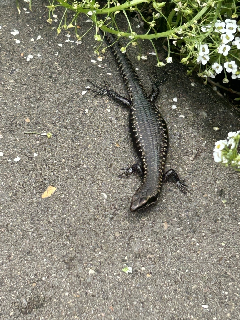 Skinks from North Coast Regional Botanic Gardens, Coffs Harbour, NSW ...