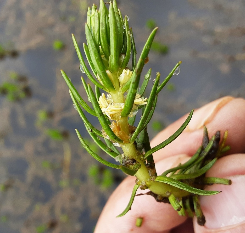 Myriophyllum simulans from Gurnang NSW 2787, Australia on November 24 ...