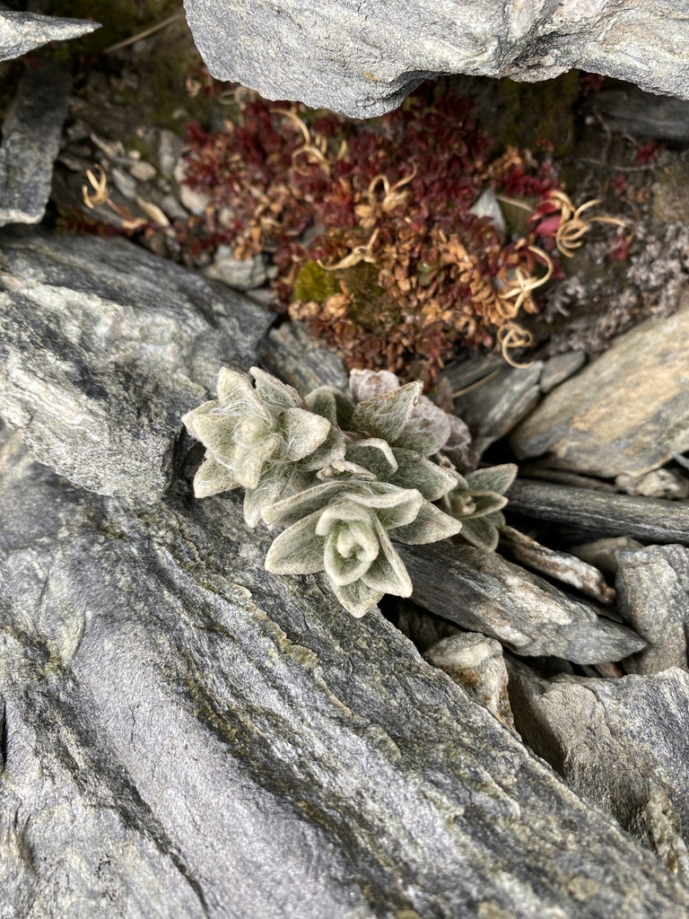 Haastia sinclairii from Rastus Burn Recreation Reserve, Queenstown ...