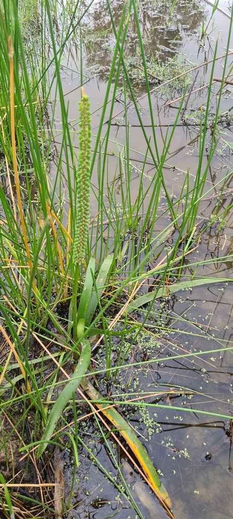 Water Ribbons from Holbrook NSW 2644, Australia on November 25, 2023 at ...