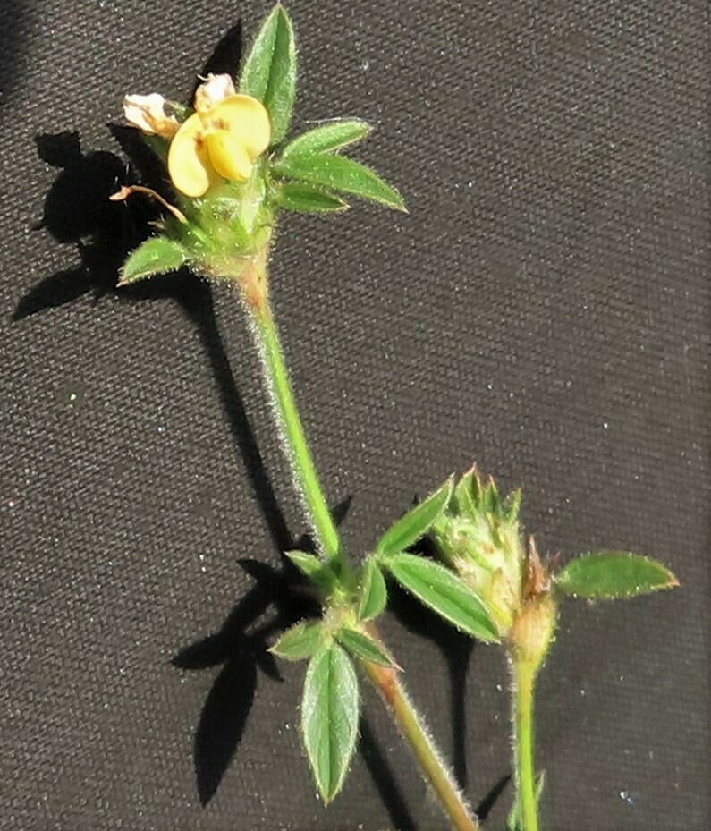 Wild Lucerne from Mbuluzi Game Reserve, Eswatini on November 24, 2023 ...
