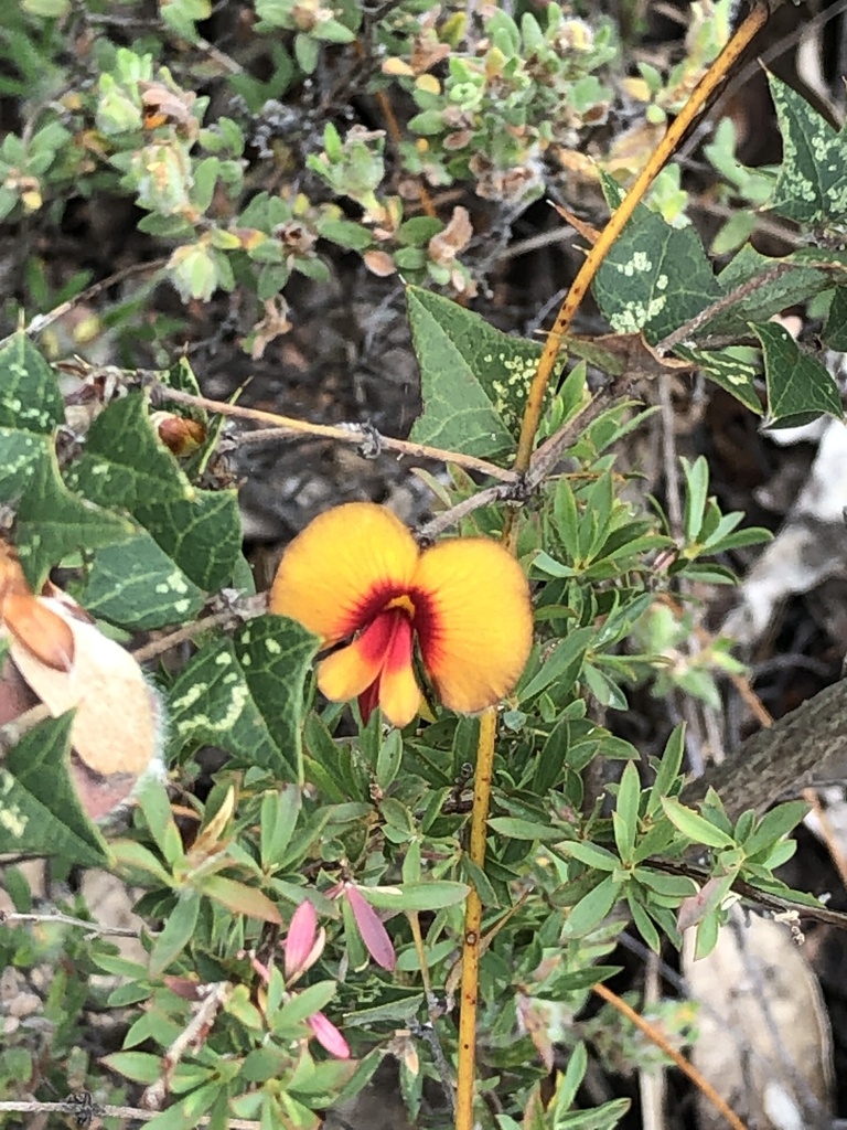 Common Flat-pea from Ranges Ward, Horsnell Gully, SA, AU on November 25 ...