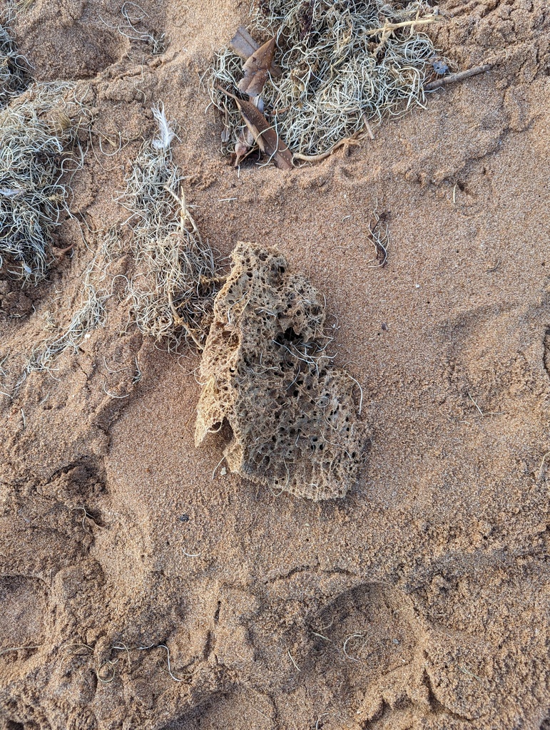 Sponges from Port Hedland WA, Australia on November 25, 2023 at 06:32 ...