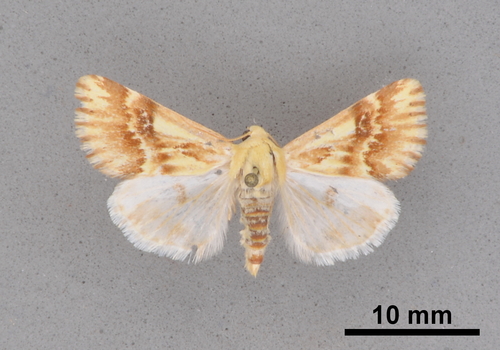 Schinia illustra · iNaturalist Mexico