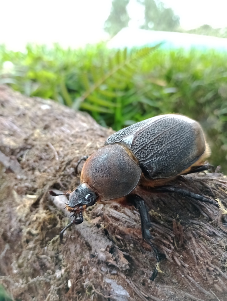 Giant Hercules Beetles from 33C3+VP8, Cuispes 01140, Peru on August 22 ...