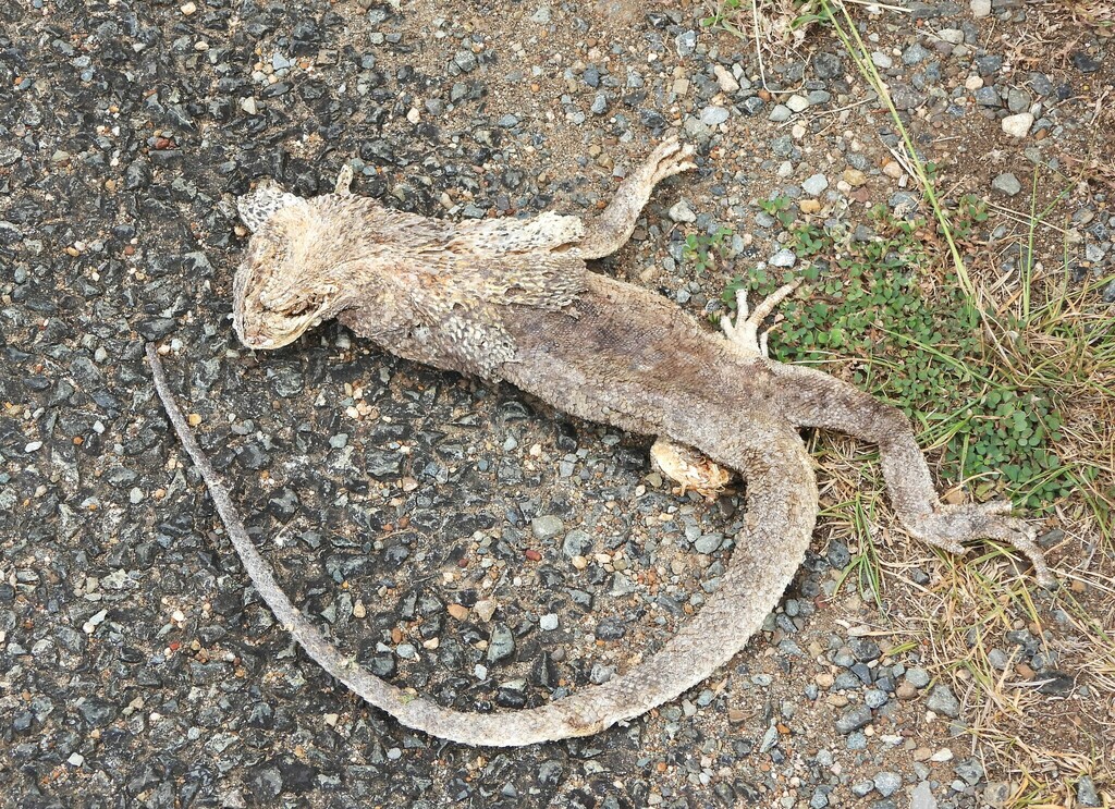 Frilled Lizard from Strathdickie QLD 4800, Australia on November 25 ...