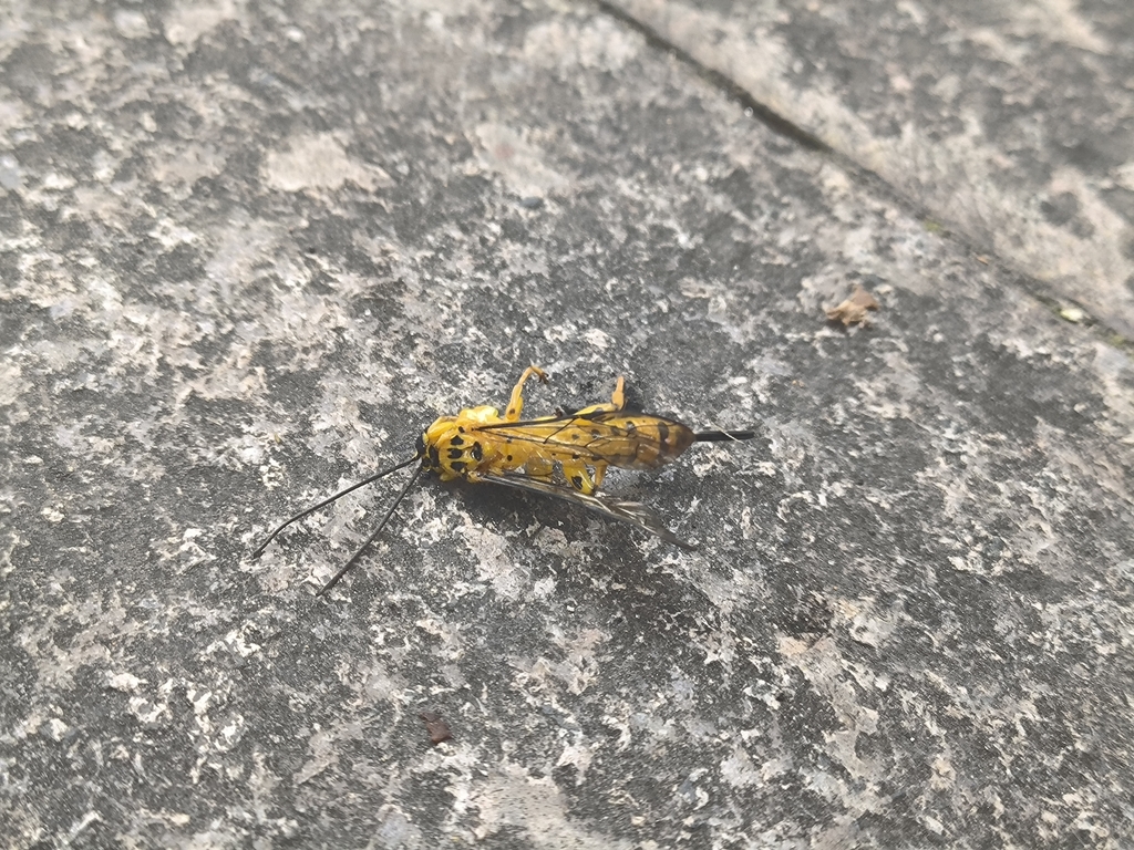 Xanthopimpla pedator from 浙江省宁波市镇海区九龙湖镇九龙湖 on November 25, 2023 at 11: ...