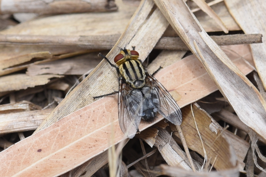 Bot Flies, Blow Flies, and Allies from Melbourne VIC, Australia on ...