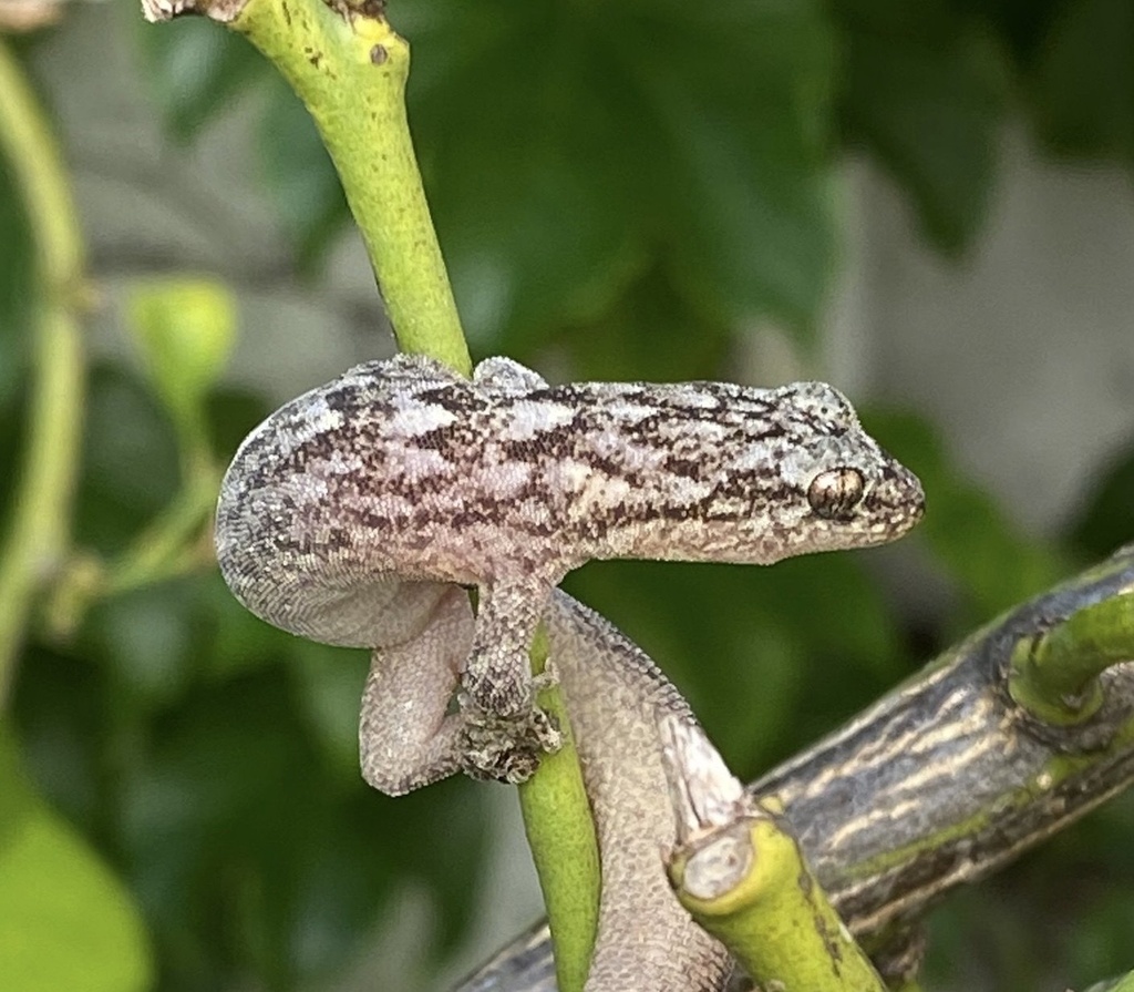 Southern Marbled Gecko from Gloucester St, Swanbourne, WA, AU on ...