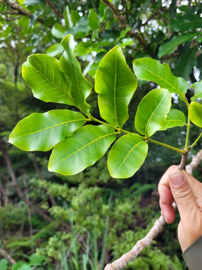 Kohekohe from Omaio 3199, New Zealand on November 25, 2023 at 11:17 AM ...