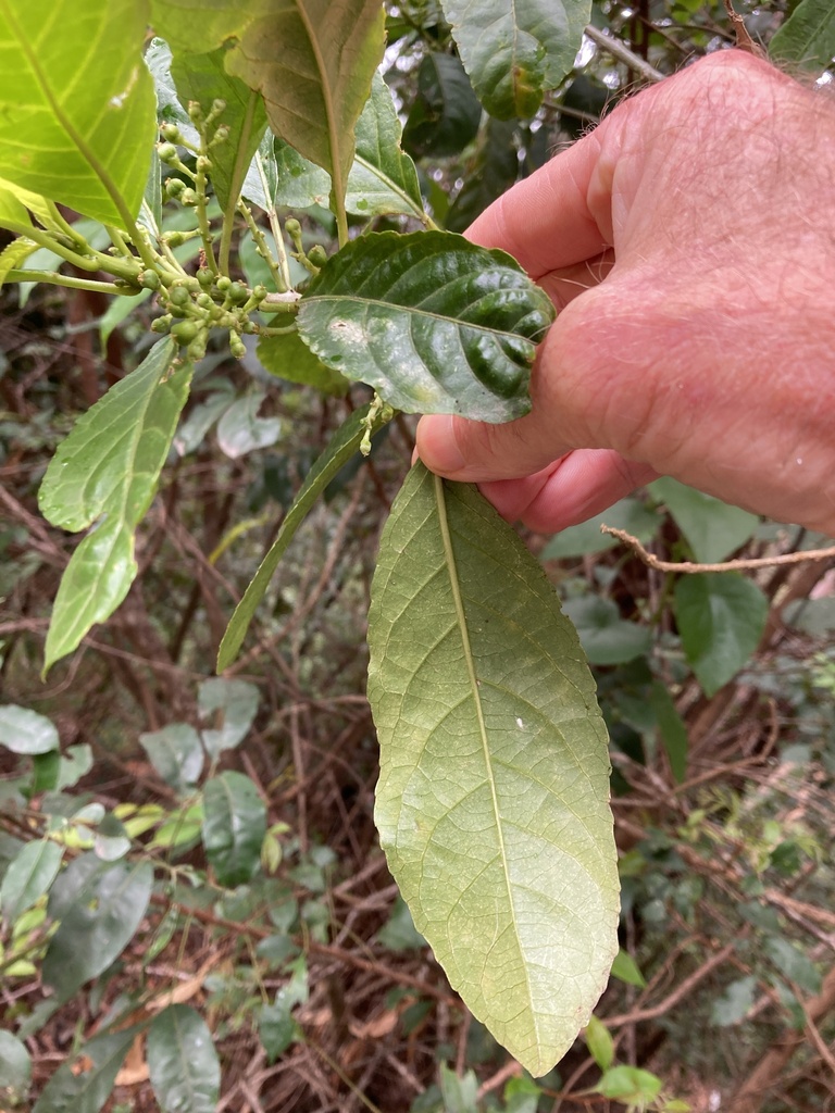 Claoxylon australe from Karangi, NSW, AU on November 25, 2023 at 03:08 ...